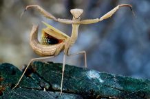Insectenbeten - Huisartsgeneeskunde